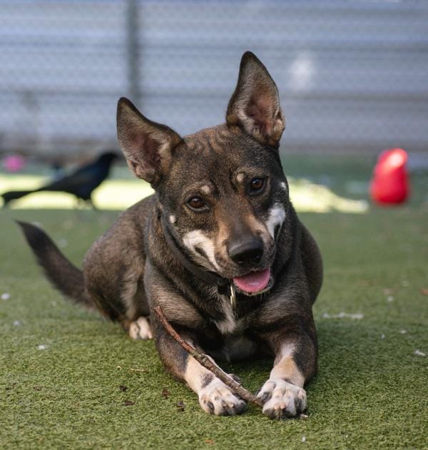 Adopt Shadow Today - Find Paw Pal