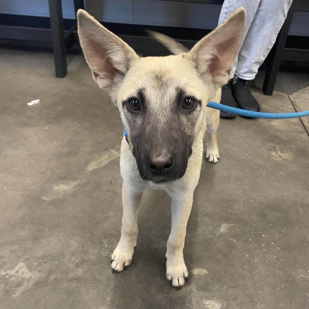 Adopt Ruby Today - Find Paw Pal