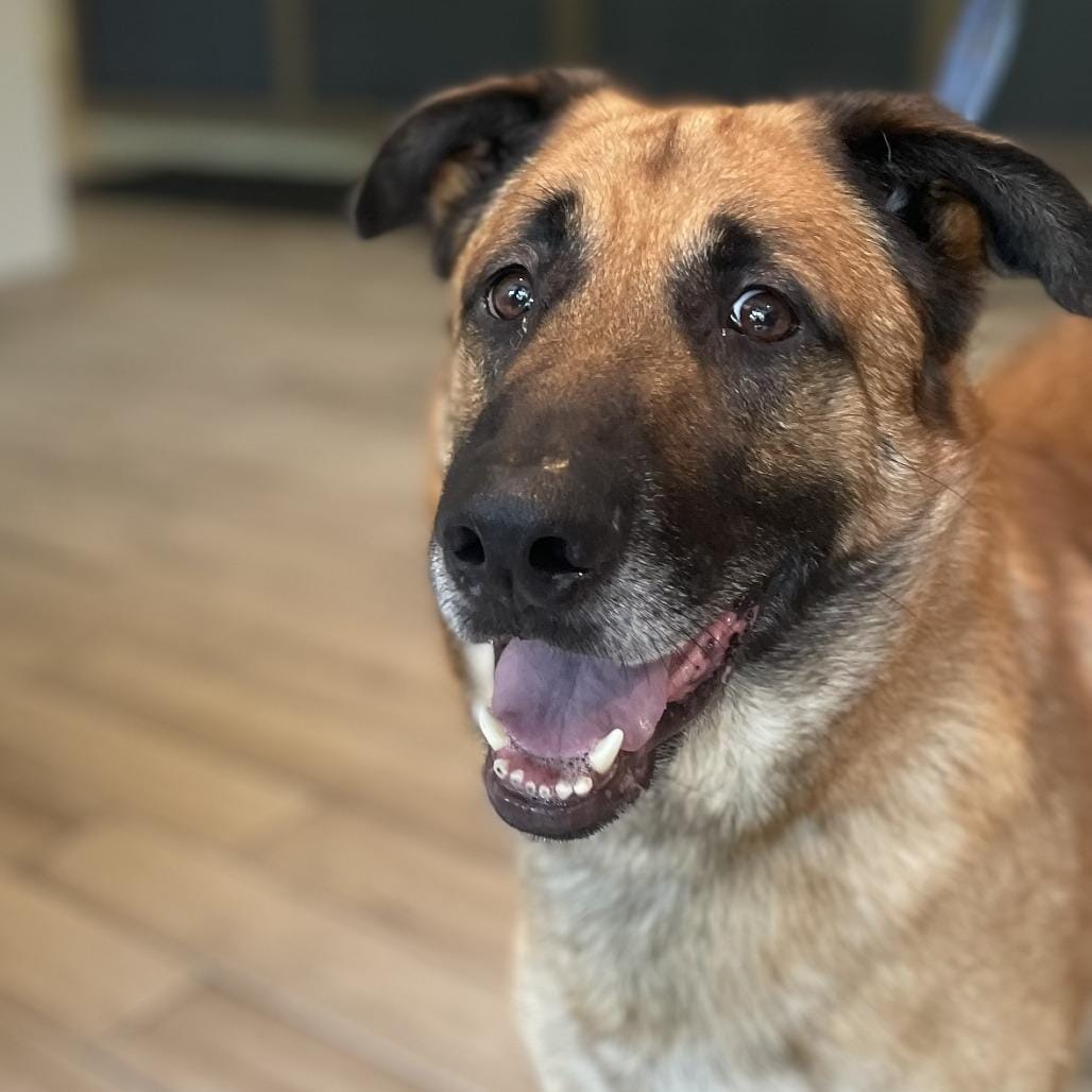 Adopt Totoro Today - Find Paw Pal