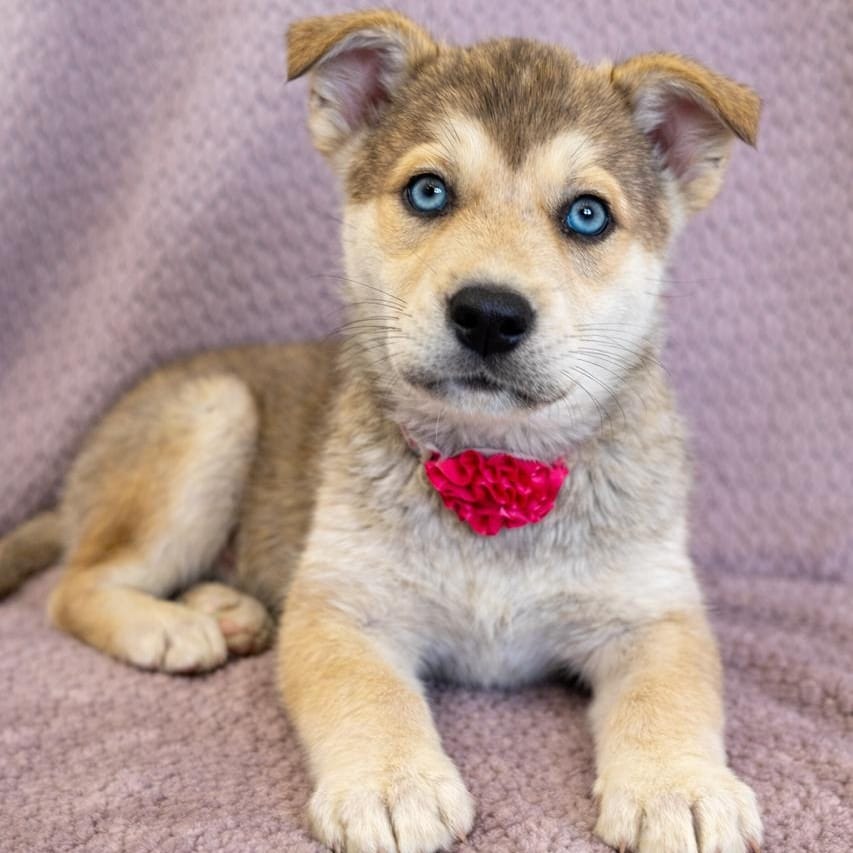 Adopt Bluey Today - Find Paw Pal