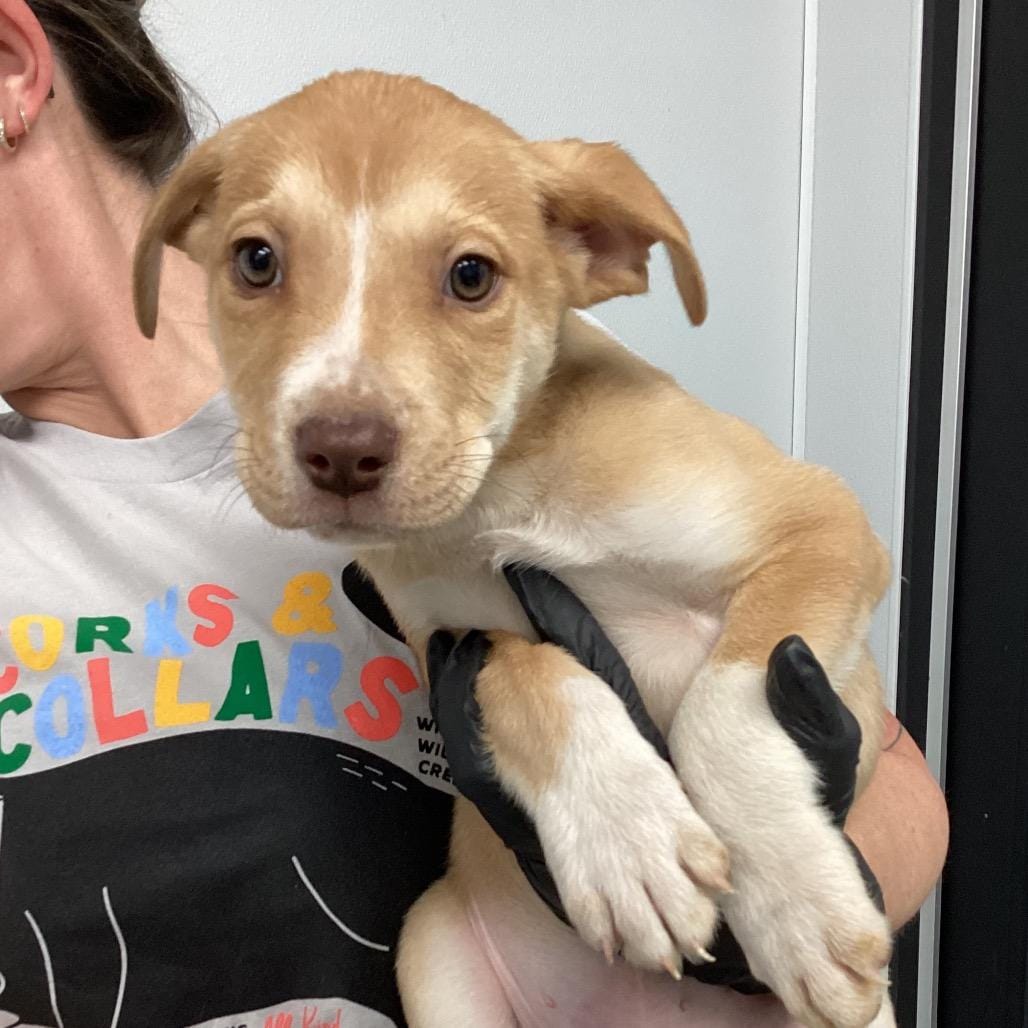 Humane Society Near Me - Find Paw Pal