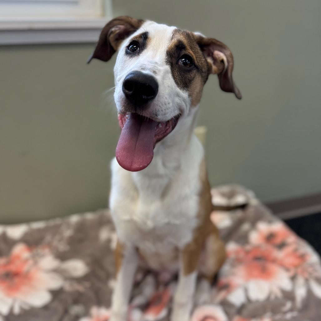 Adopt Barney Today - Find Paw Pal