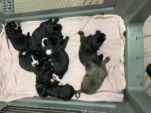 Adopt REMI Today - Find Paw Pal