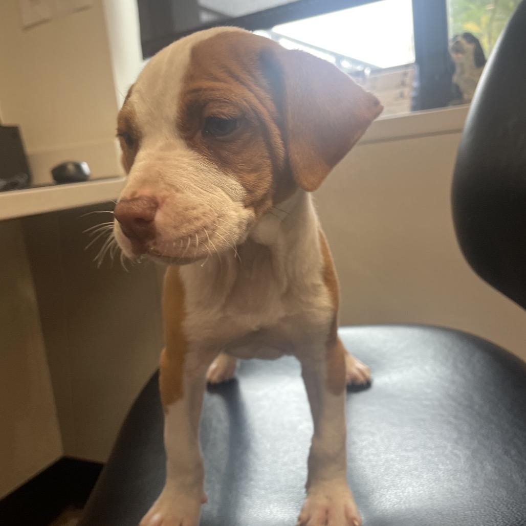 Adopt Tinsel Today - Find Paw Pal