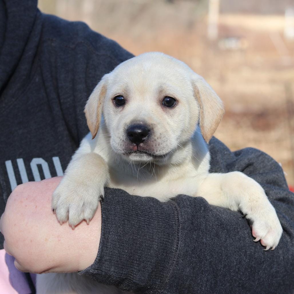 Adopt CT Cabbage Patch Today - Find Paw Pal