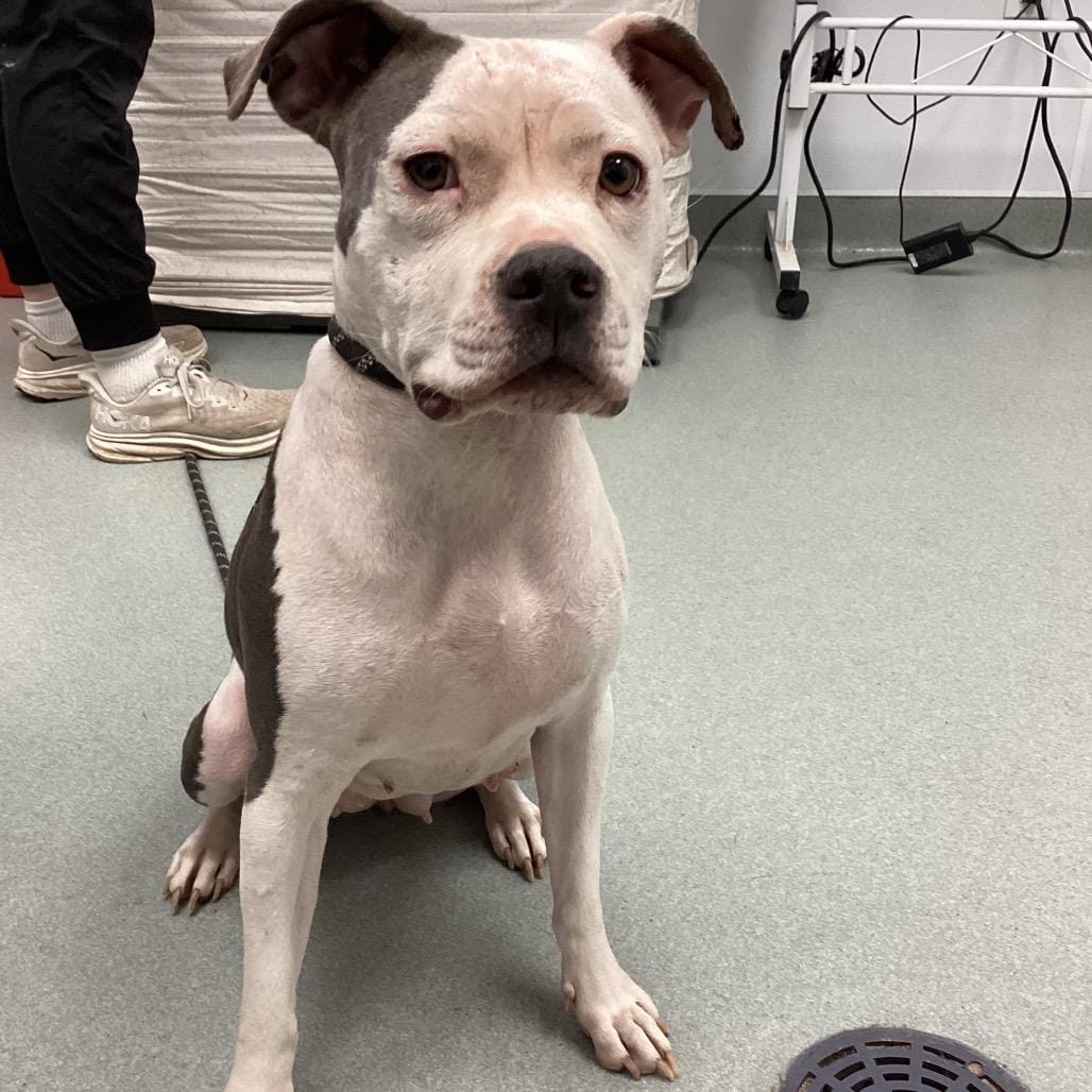 Humane Society Near Me - Find Paw Pal