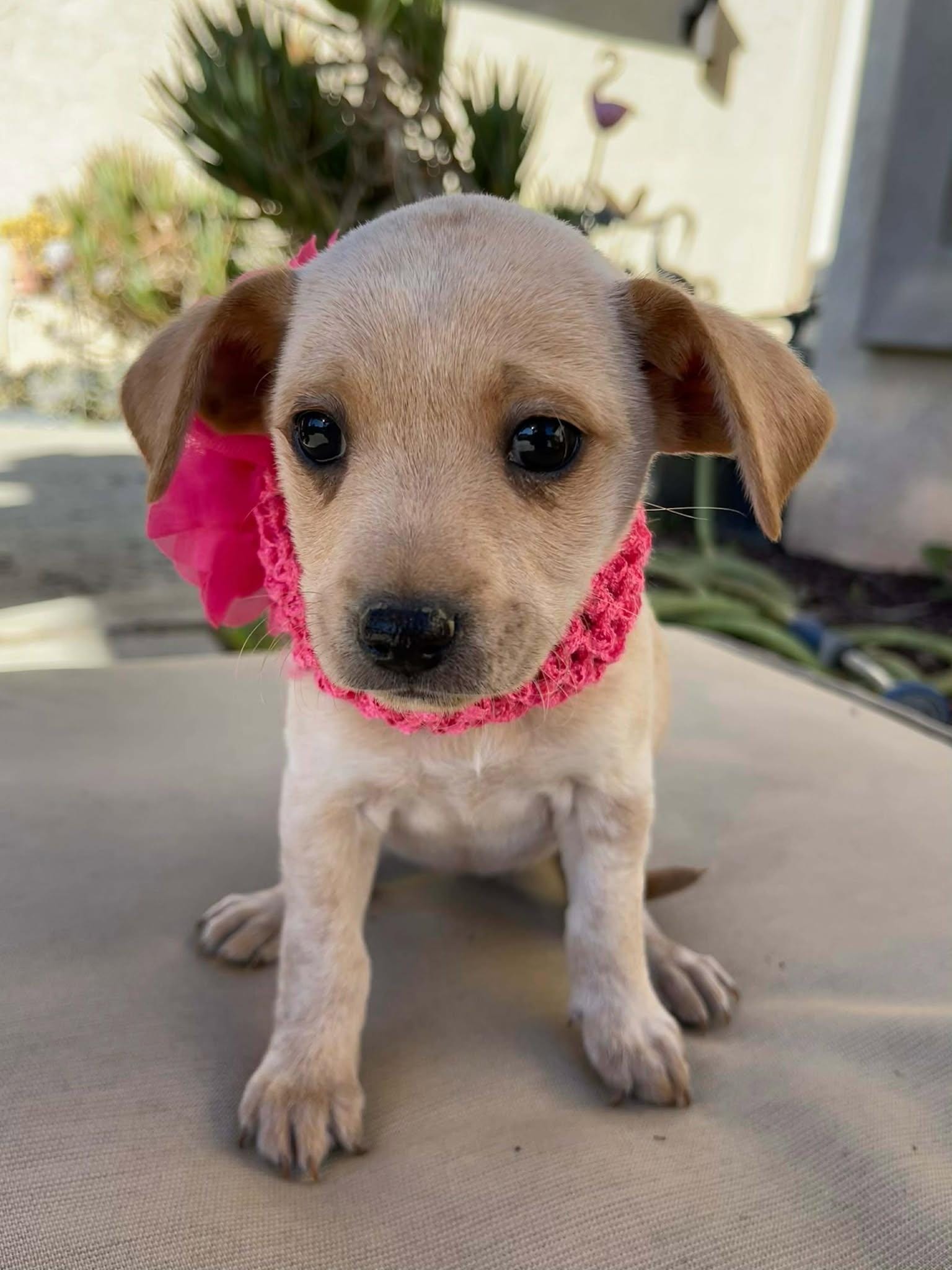 Adopt TRUFFLE Today - Find Paw Pal