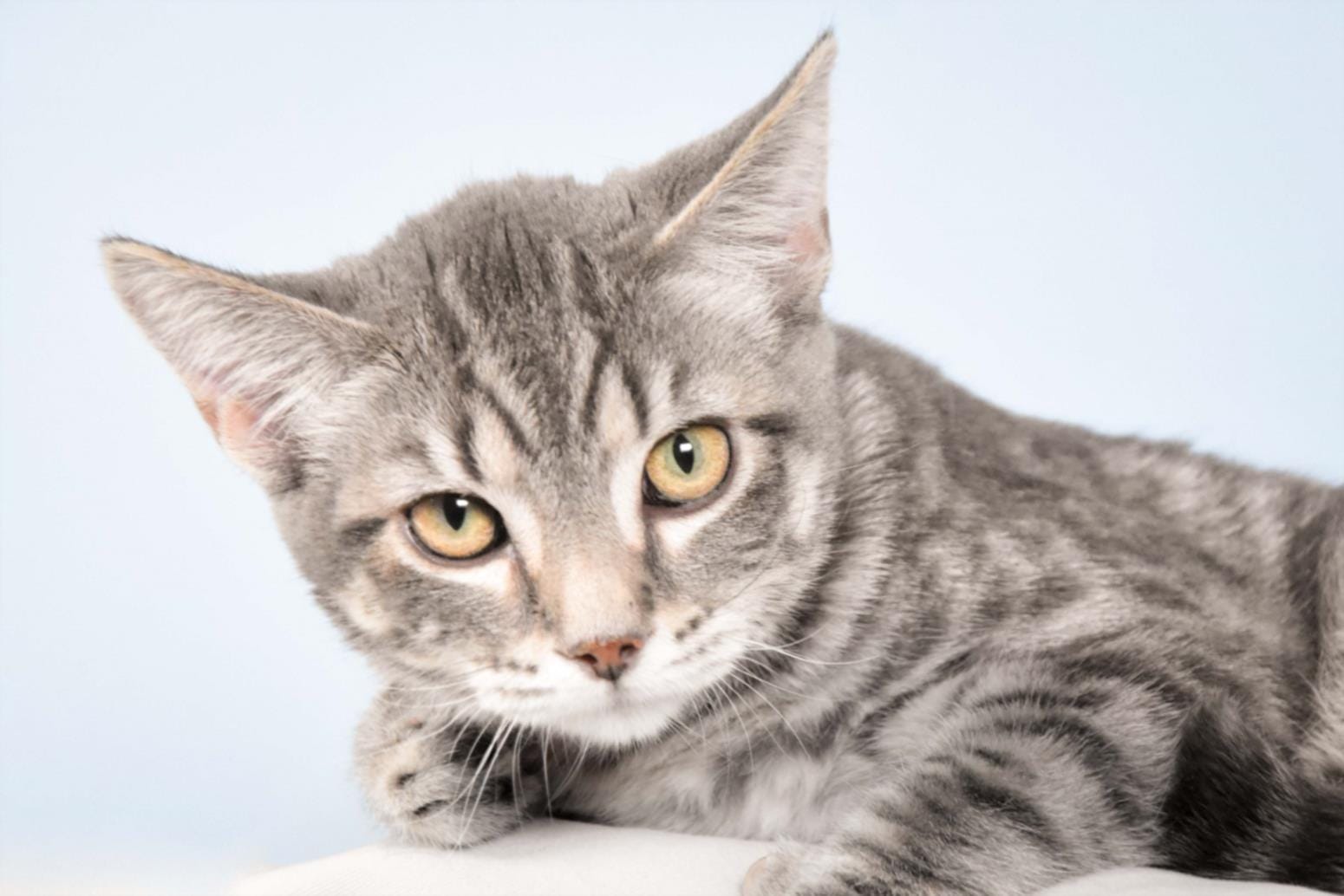 Adopt WHISK Today - Find Paw Pal