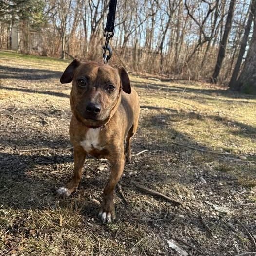 Adopt Mocha Today - Find Paw Pal