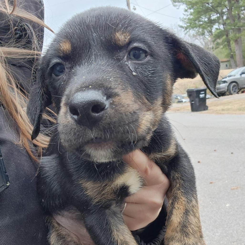 Adopt Tinsel Today - Find Paw Pal