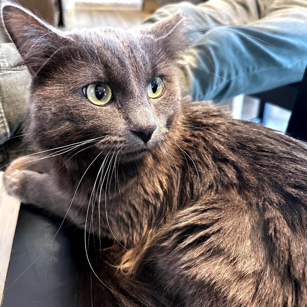 Adopt Otto Today - Find Paw Pal