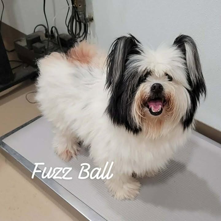 Adopt Fuzz Ball Today - Find Paw Pal