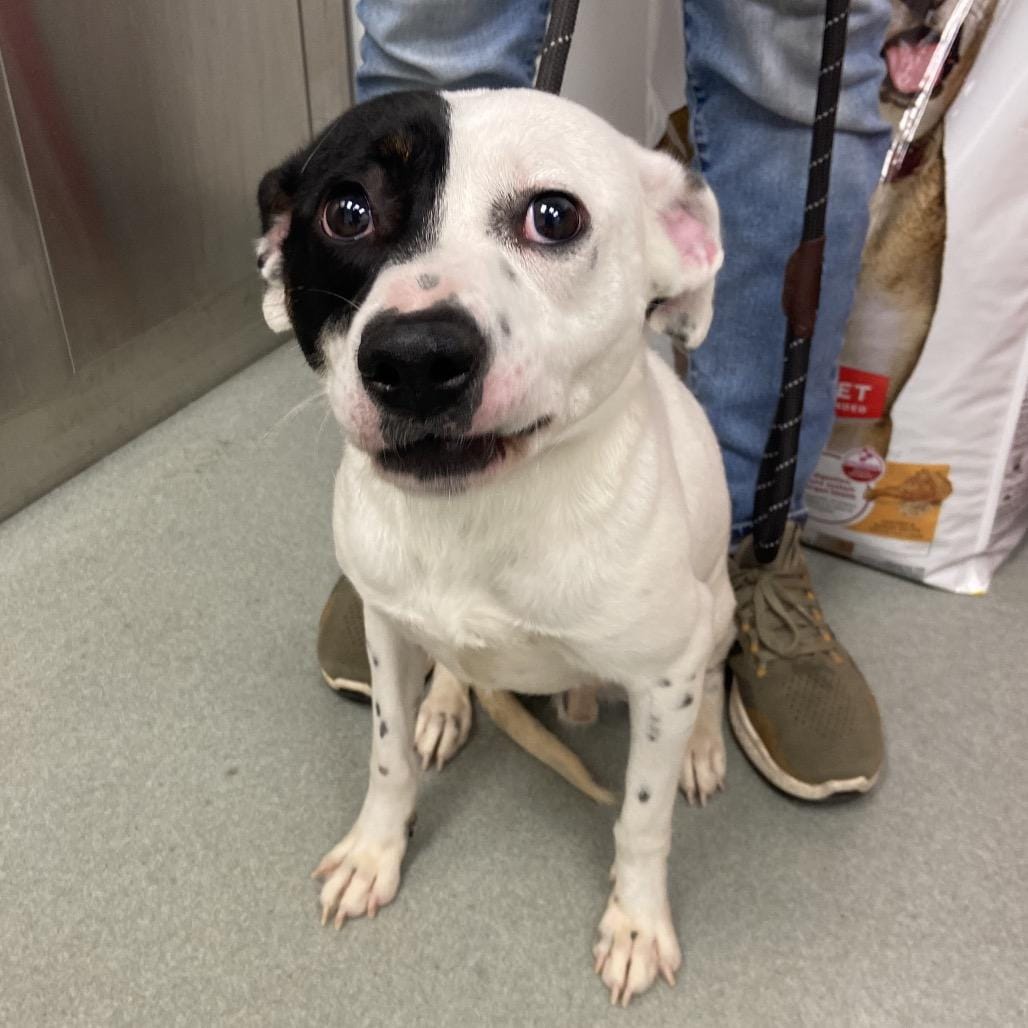 SPCA Near Me - Find Paw Pal