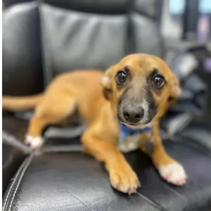 Adopt SKIPPY Today - Find Paw Pal