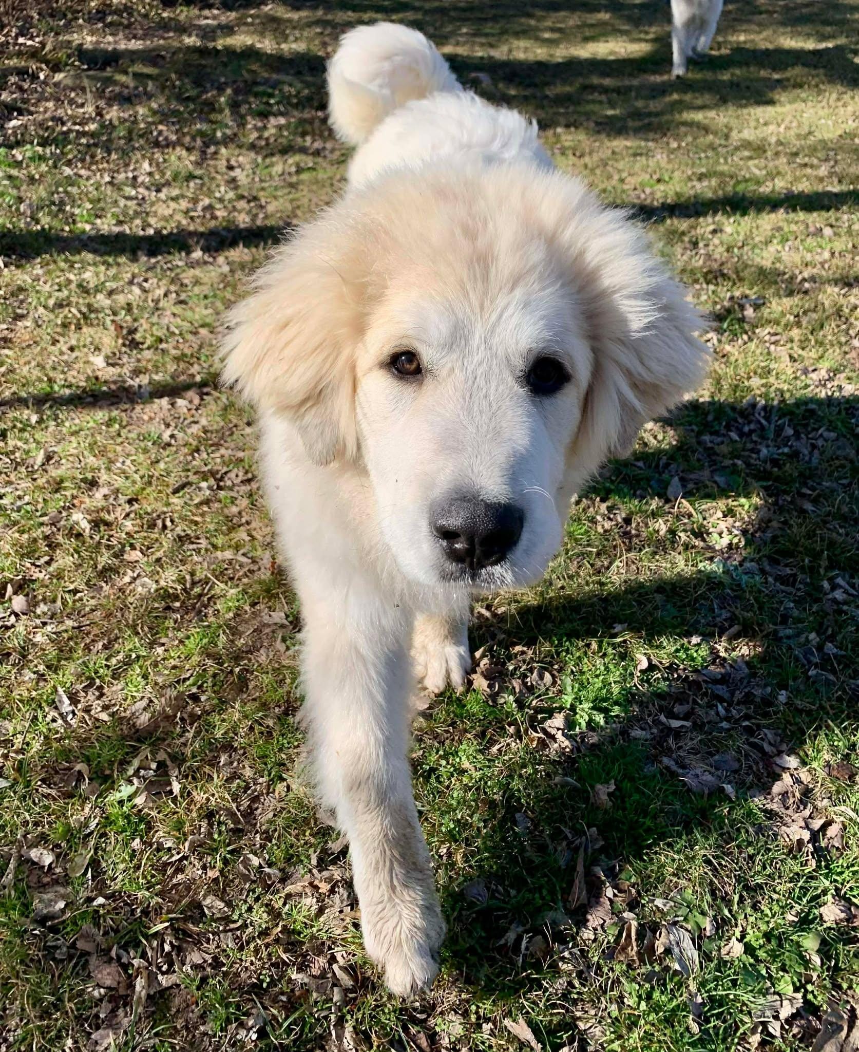 Adopt Albie Today - Find Paw Pal