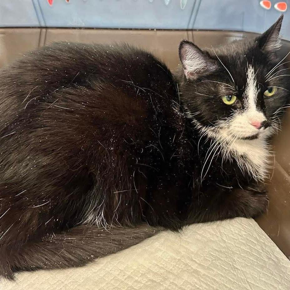 Adopt Pumpkin Today - Find Paw Pal