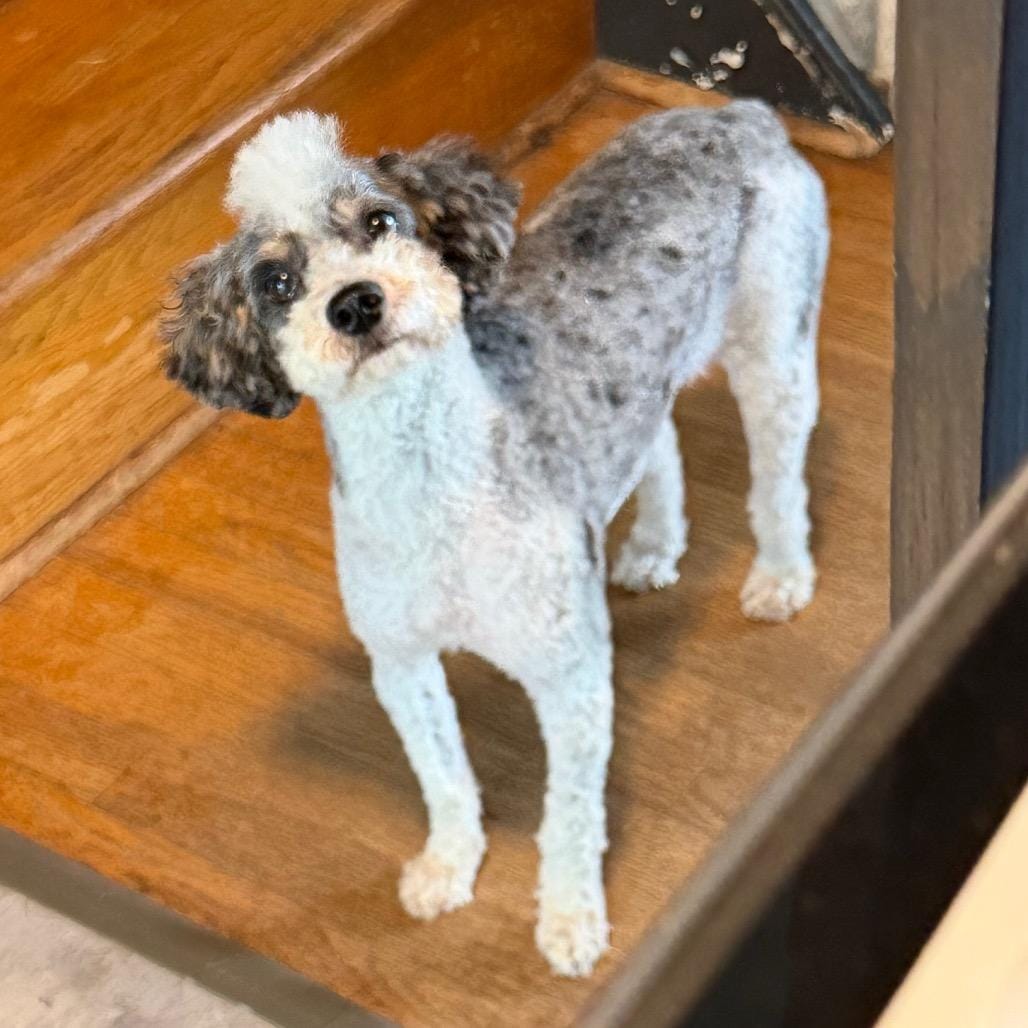 Adopt Hazel Today - Find Paw Pal