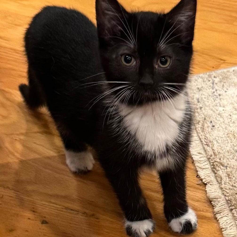Humane Society Near Me - Find Paw Pal