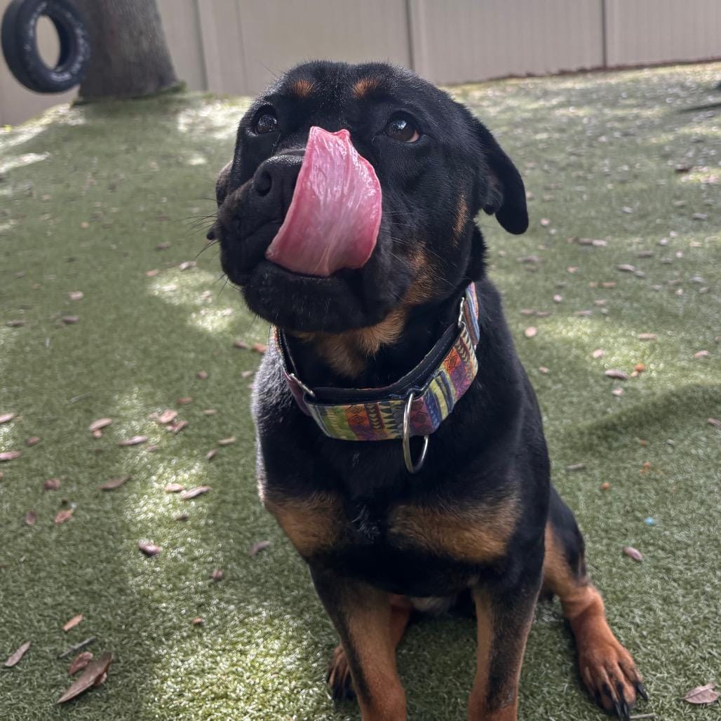 Adopt AUTUMN Today - Find Paw Pal