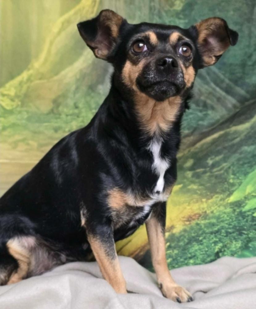 Adopt Cricket Today - Find Paw Pal