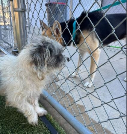 Adopt Bingo & Peluche Today - Find Paw Pal