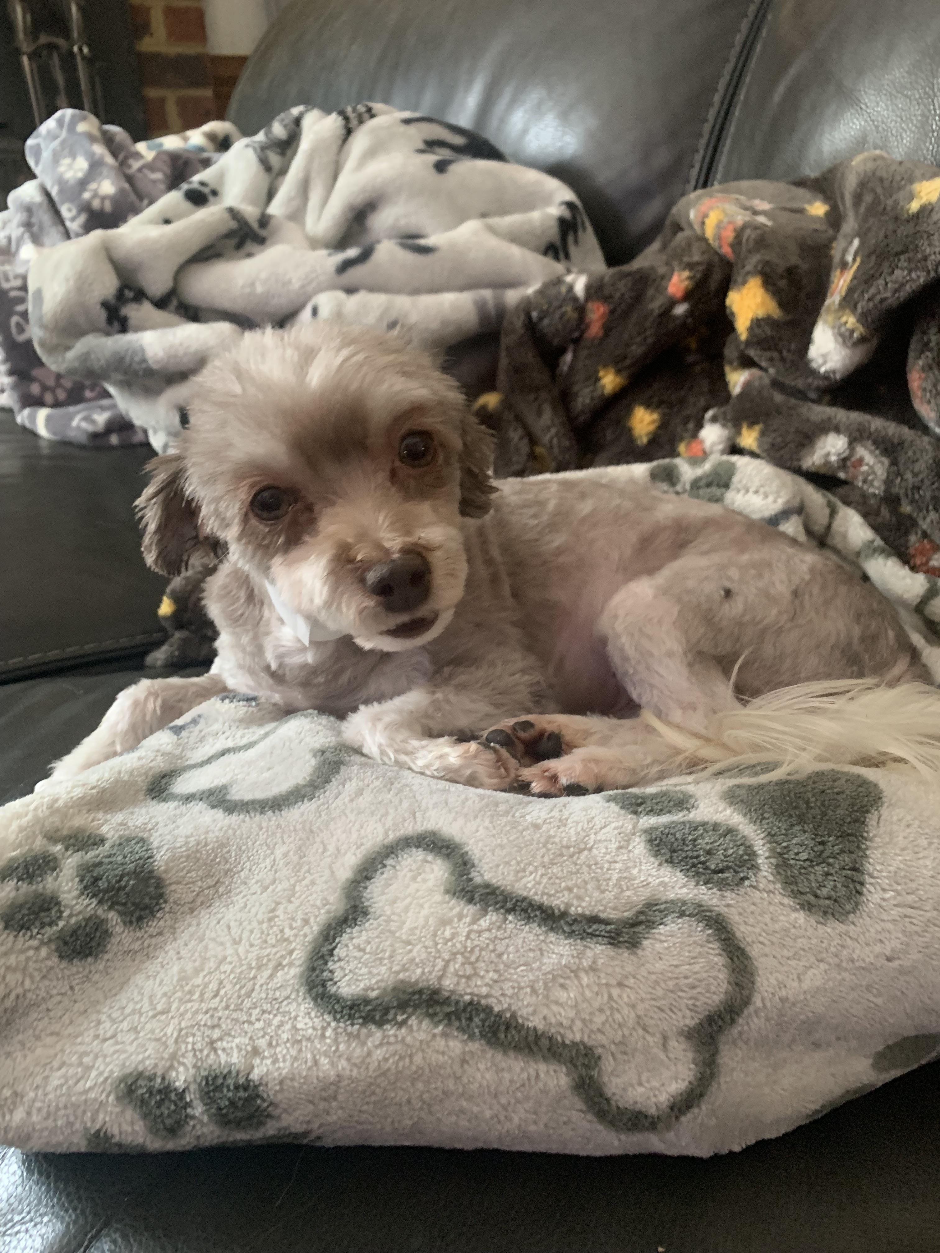 Adopt COCO Today - Find Paw Pal