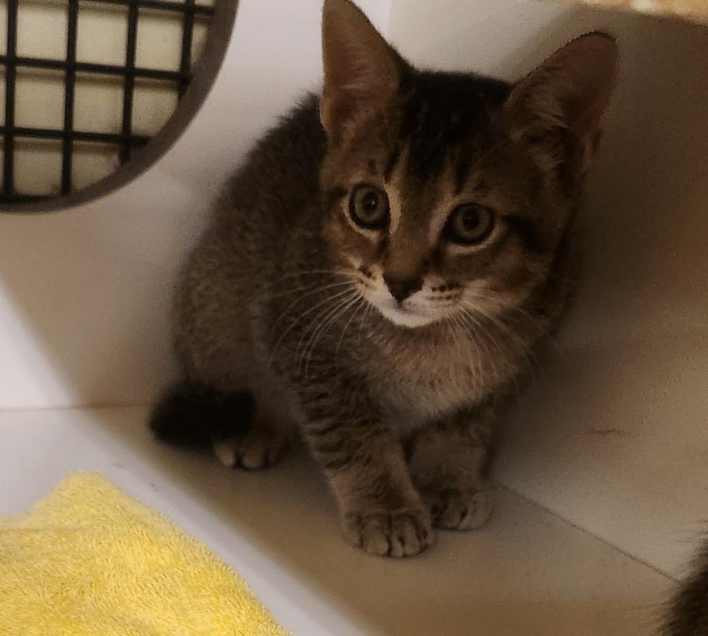 Adopt KYLE Today - Find Paw Pal