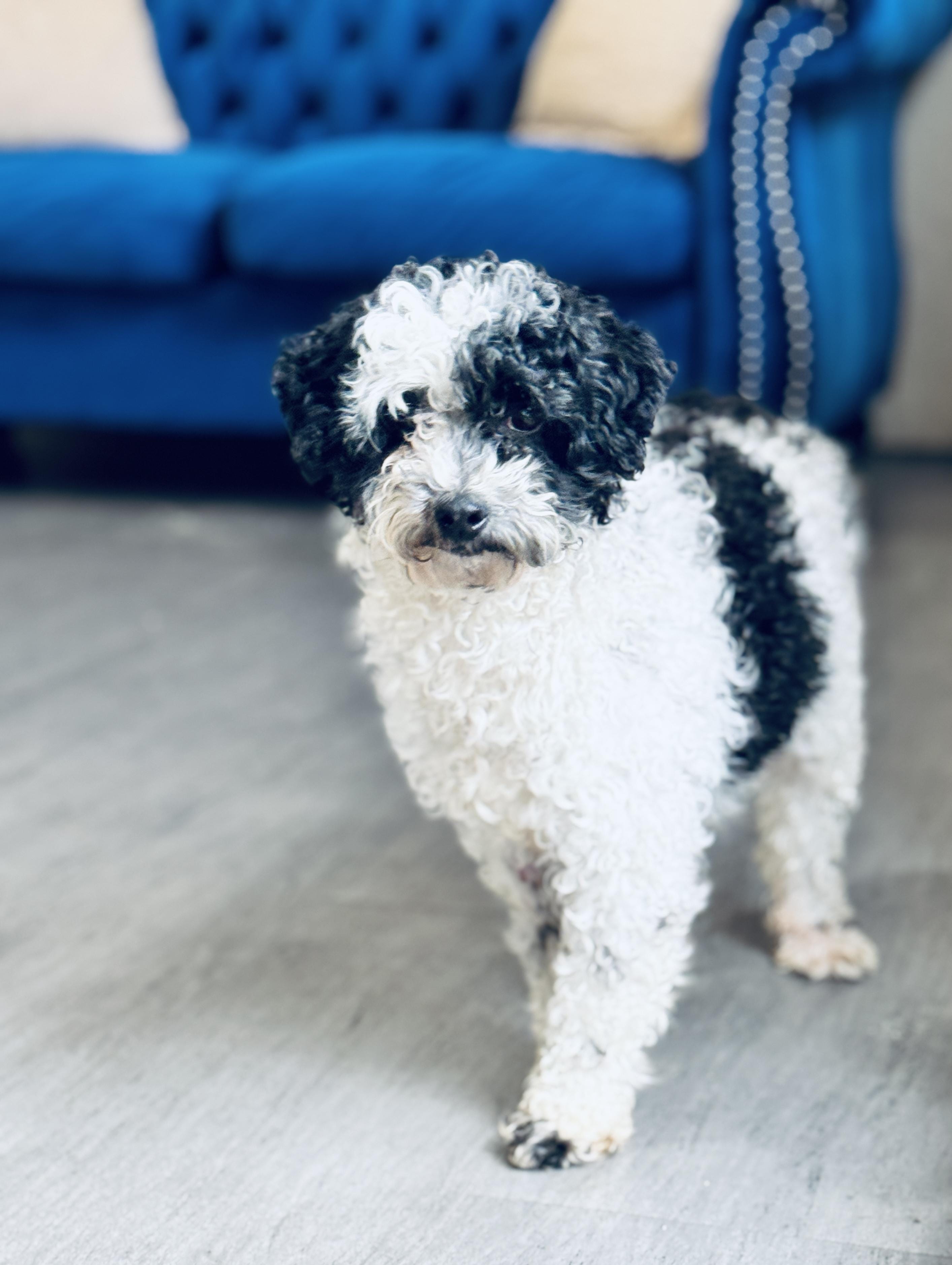 Adopt Oreo Today - Find Paw Pal