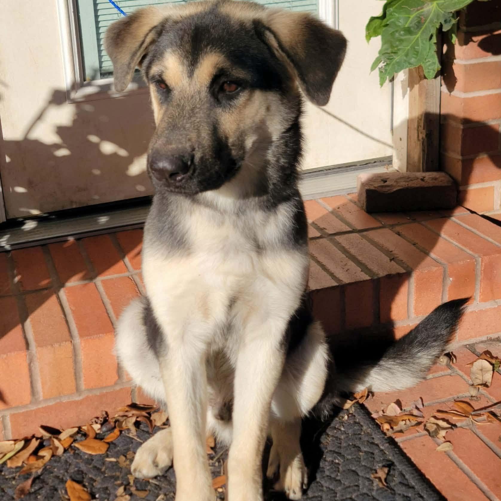 Adopt VICK GS Today - Find Paw Pal