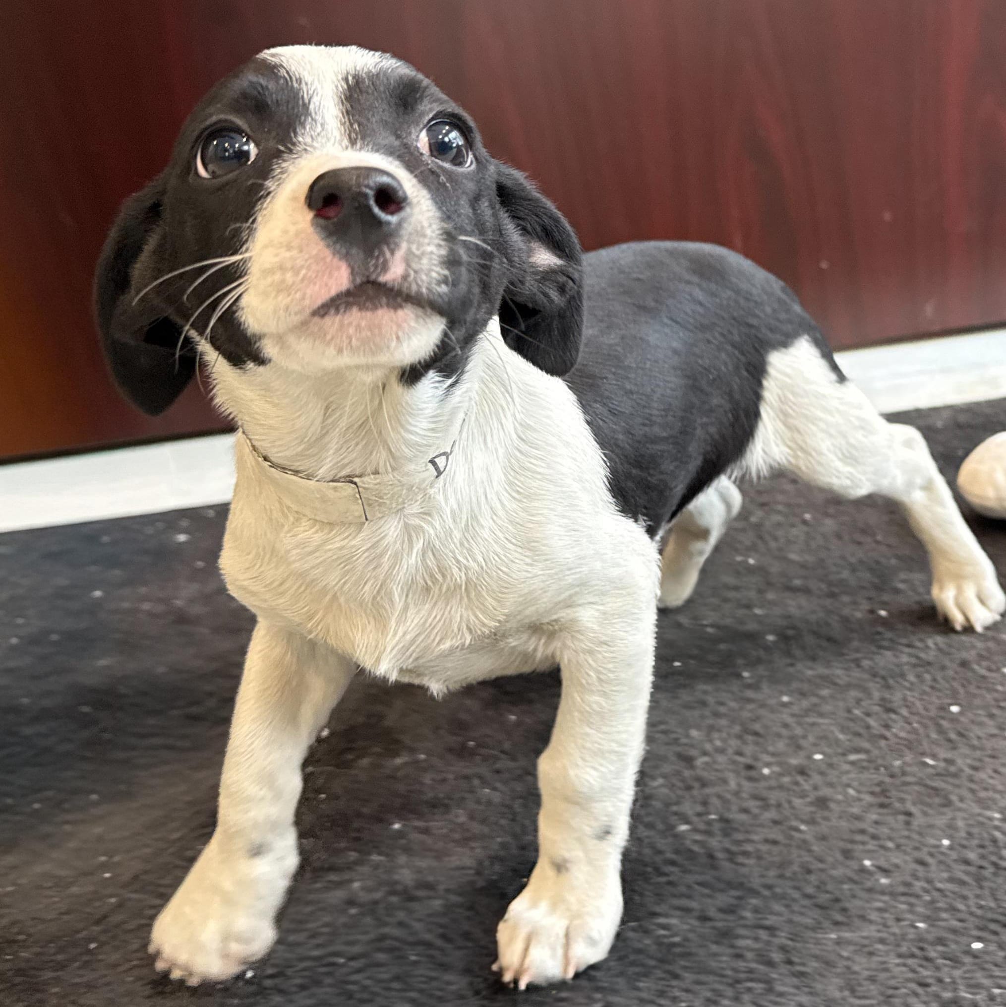 Adopt Daniel Today - Find Paw Pal