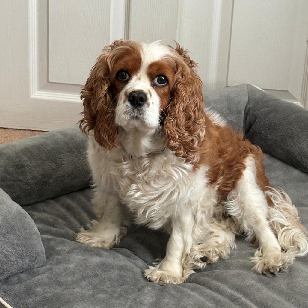 Adopt Hazel Today - Find Paw Pal
