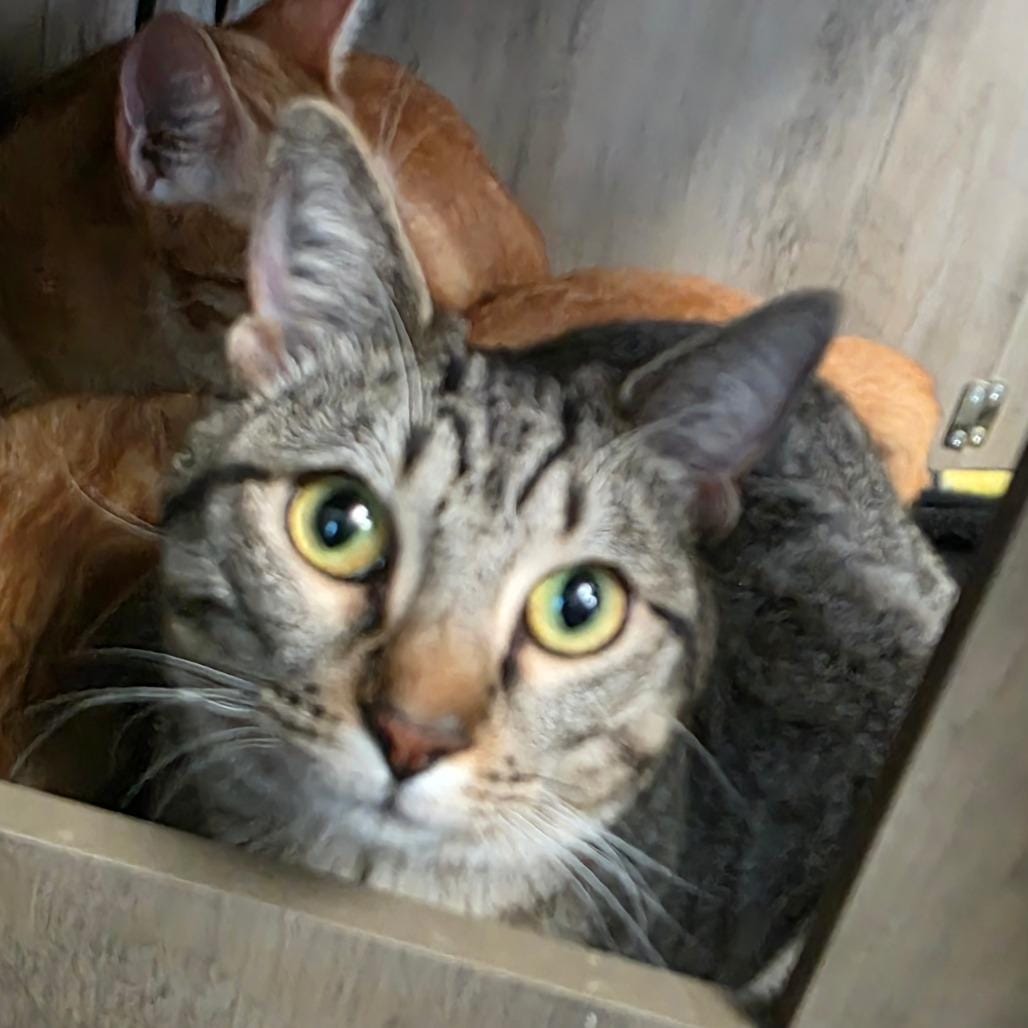 Humane Society Near Me - Find Paw Pal