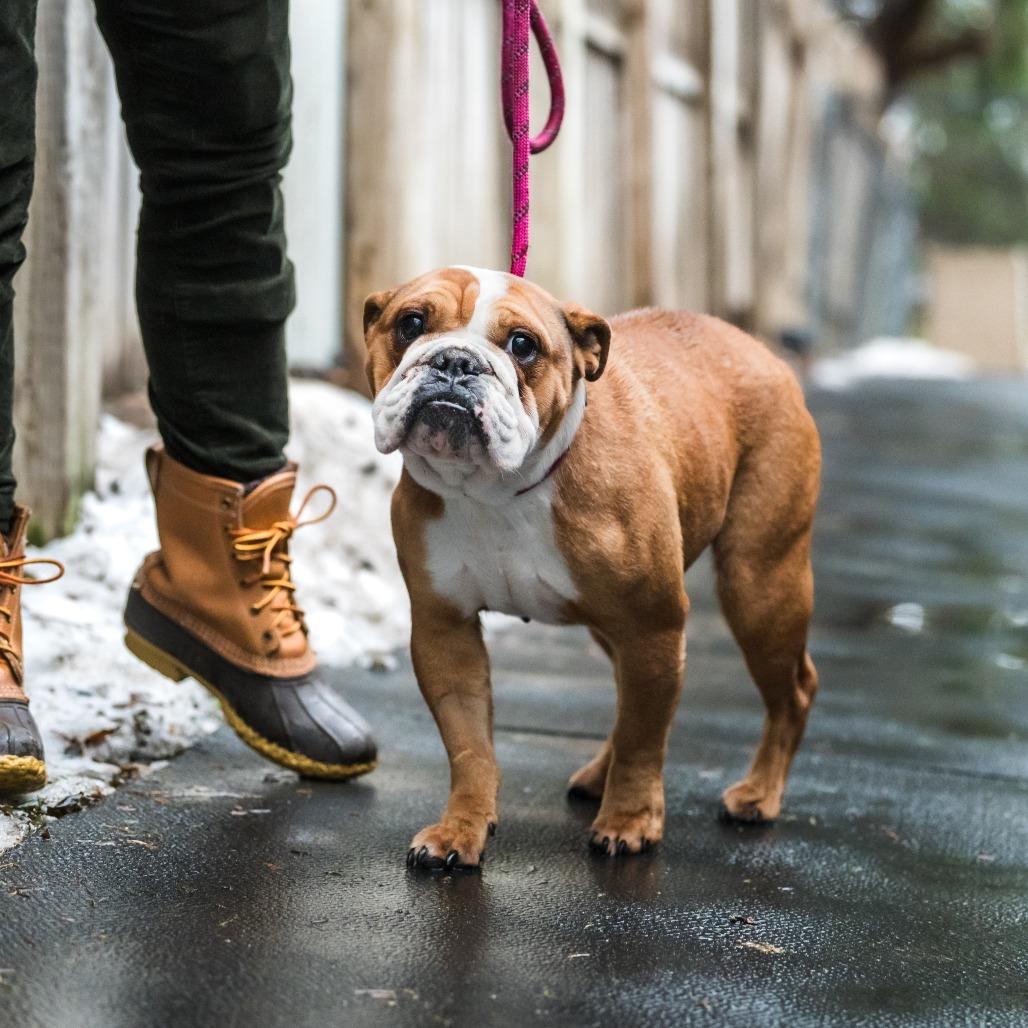 Adopt Molly Today - Find Paw Pal