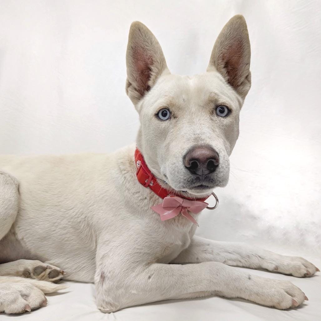 Adopt Nori Today - Find Paw Pal