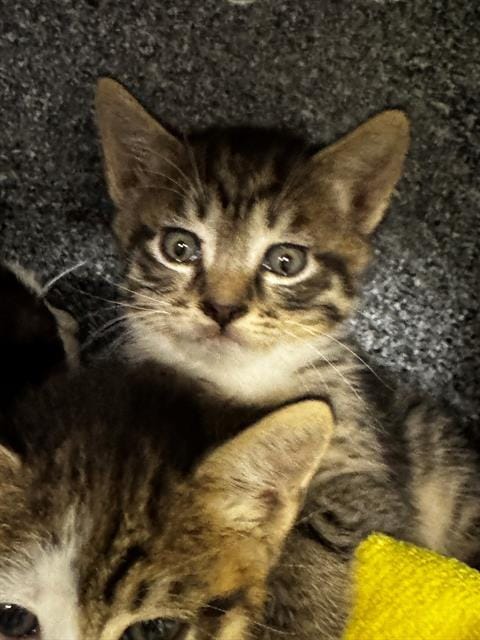 Adopt HELIOS Today - Find Paw Pal