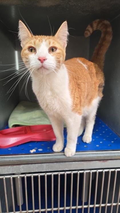 Adopt Deloodle Today - Find Paw Pal