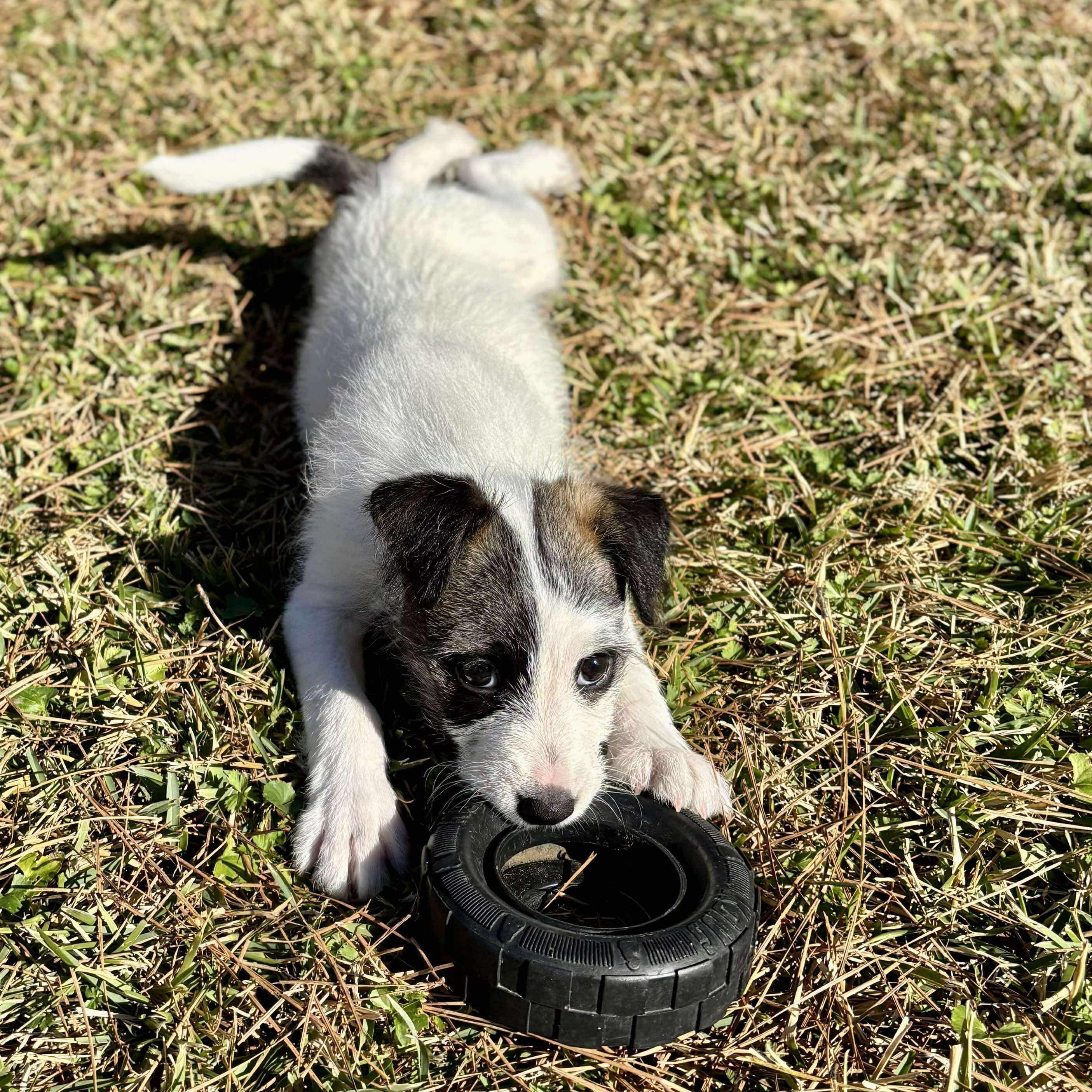 Adopt Bella Today - Find Paw Pal