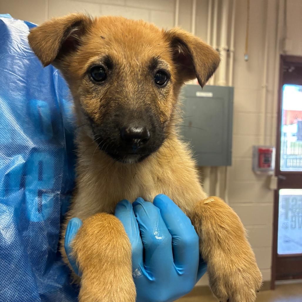 Adopt Toto Today - Find Paw Pal