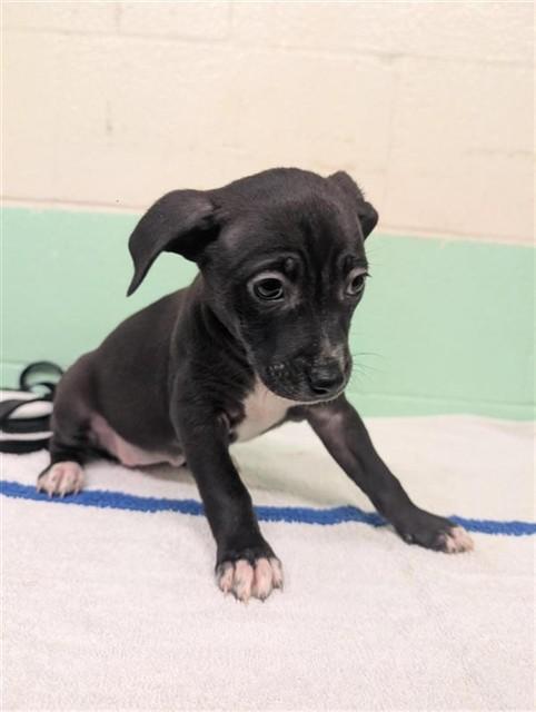 Adopt CLUCK Today - Find Paw Pal