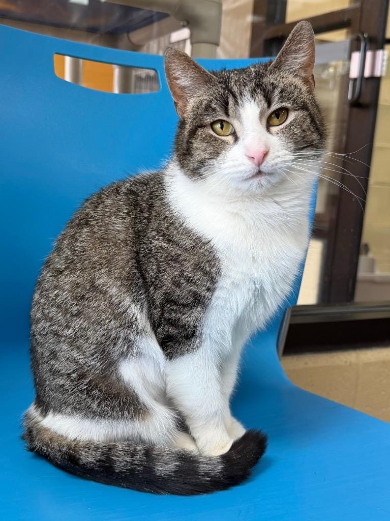 Adopt Audrey Franklin Today - Find Paw Pal