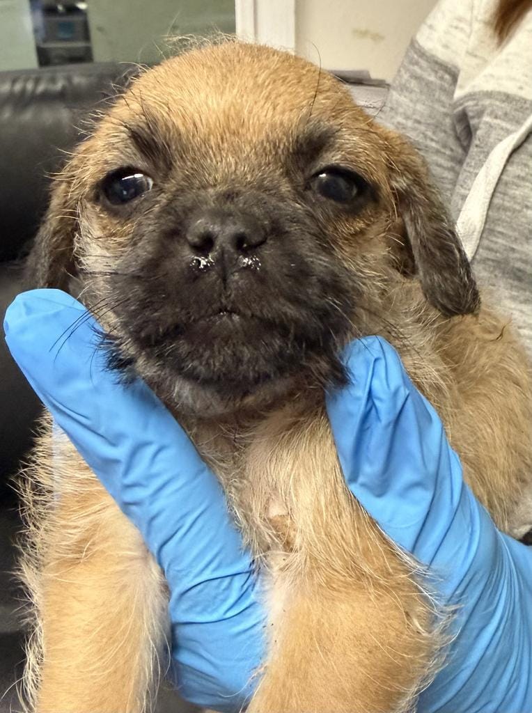 Adopt HARRY Today - Find Paw Pal