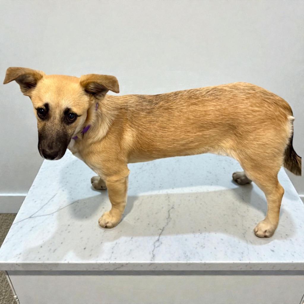 Adopt Ruby Today - Find Paw Pal