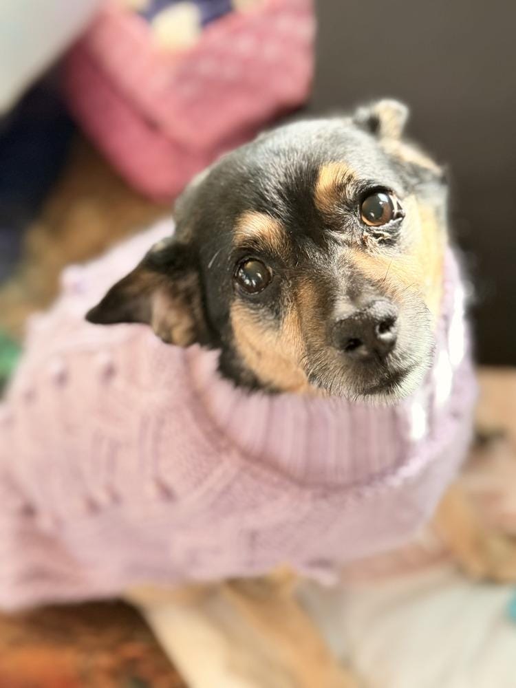 Adopt Lizzie Today - Find Paw Pal