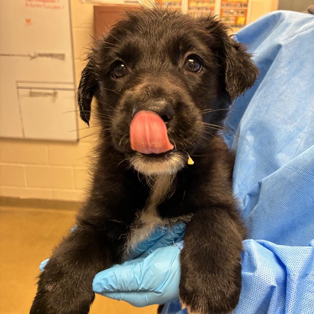 Adopt Ruby Today - Find Paw Pal