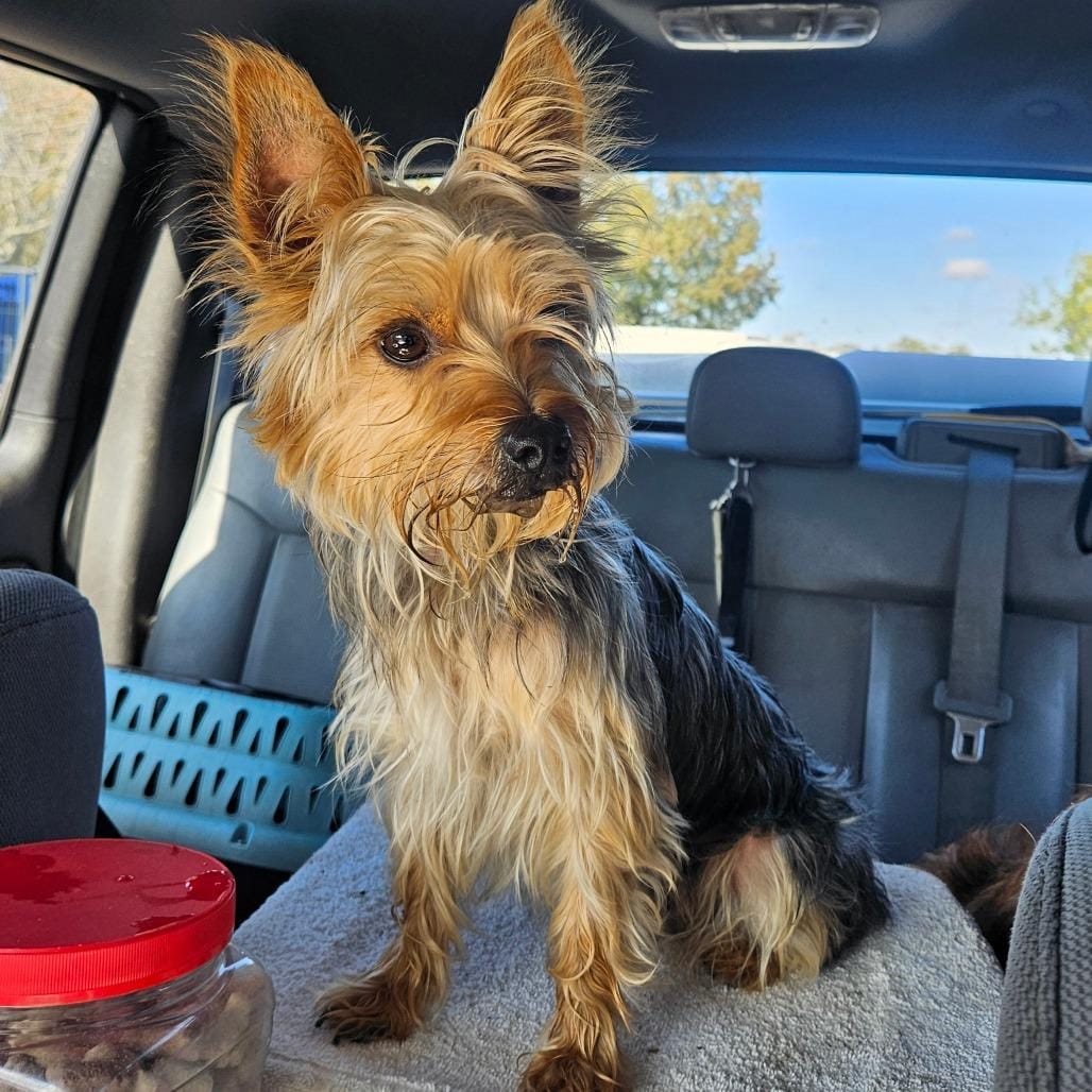 Adopt St. Nicholas Today - Find Paw Pal