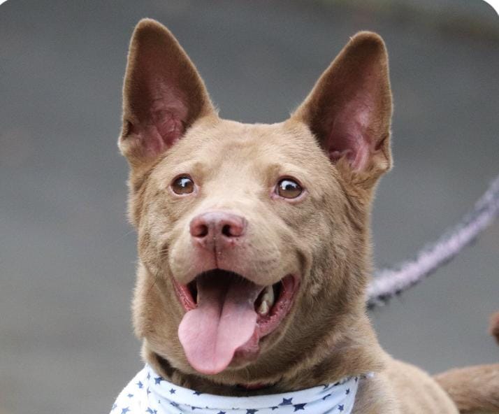 Humane Society in St. Paul, MN - Find Paw Pal