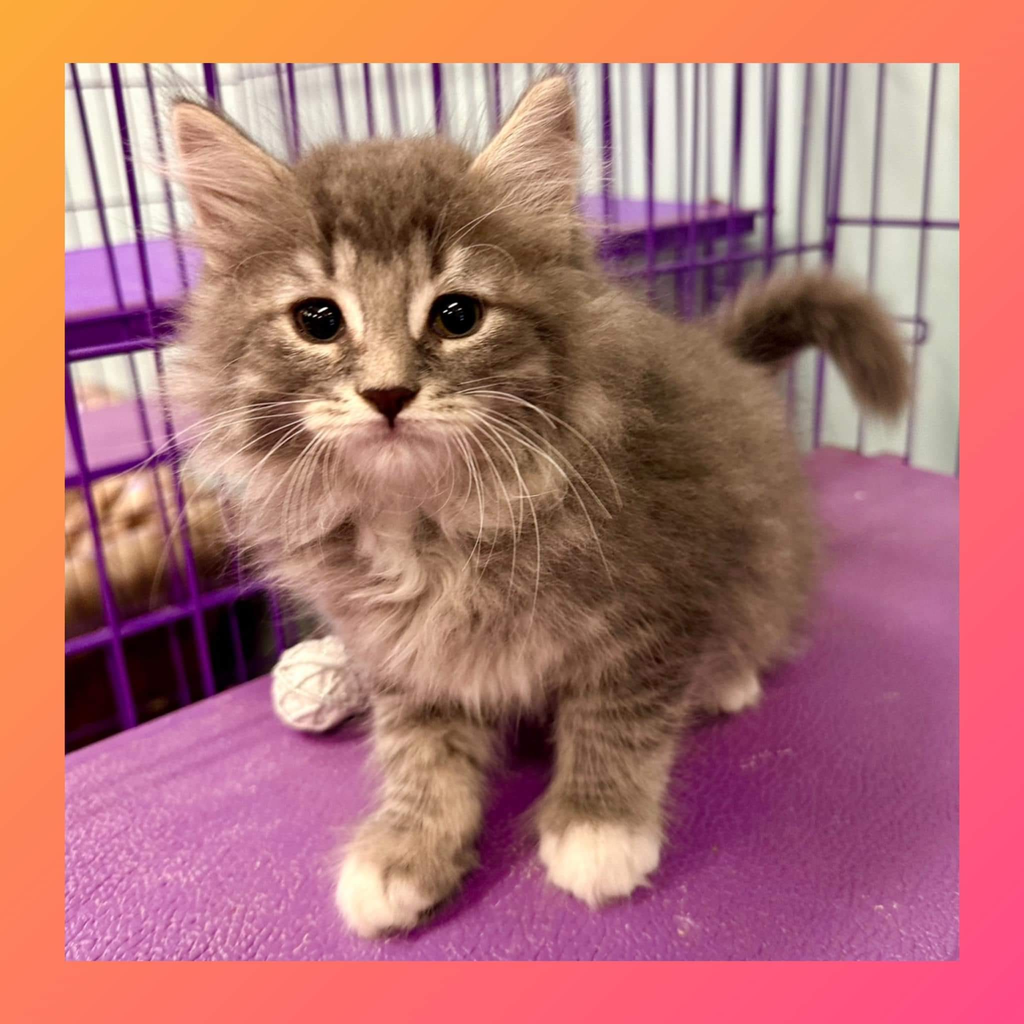 Adopt Stormy Today - Find Paw Pal