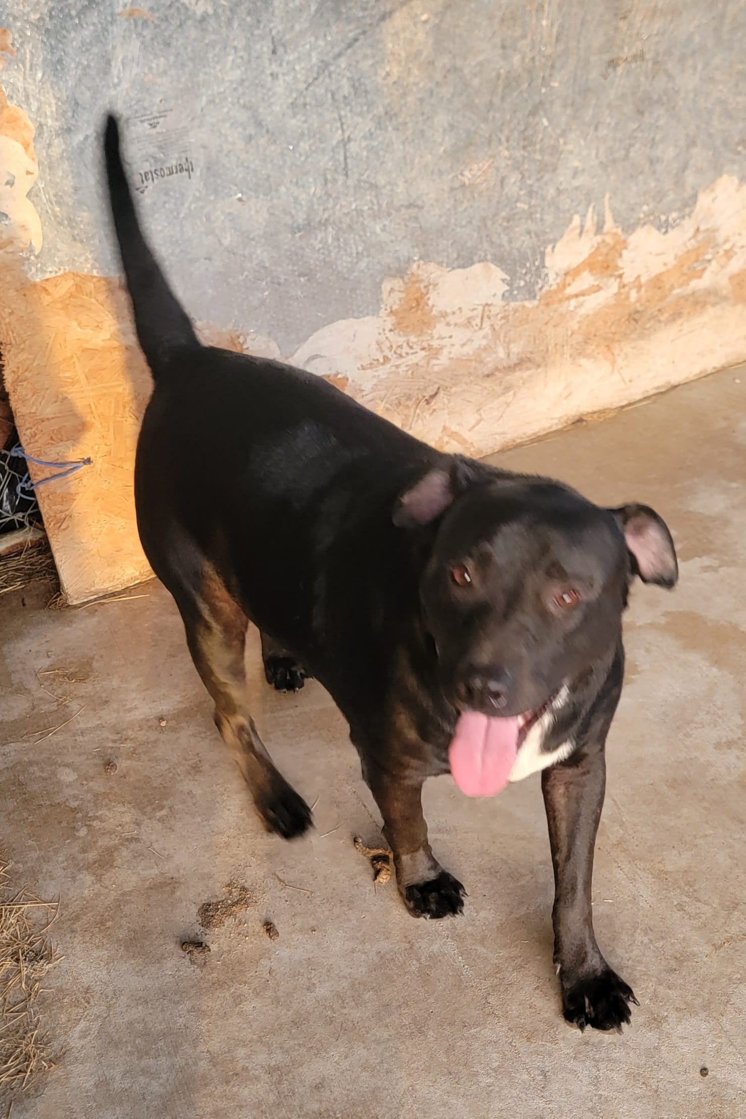 Humane Society in Springfield, MO - Find Paw Pal