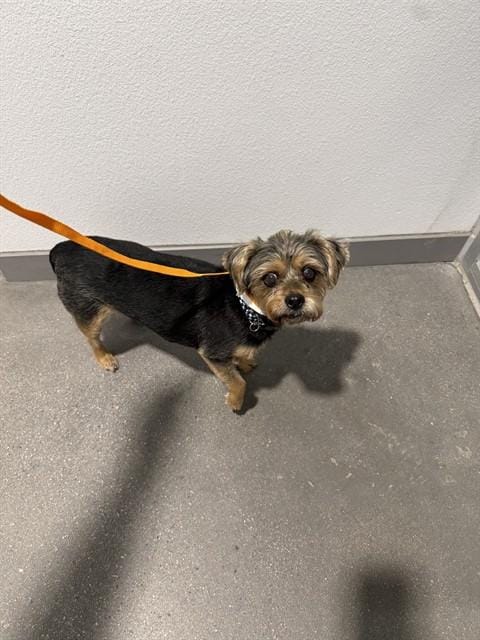 Adopt SAM Today - Find Paw Pal