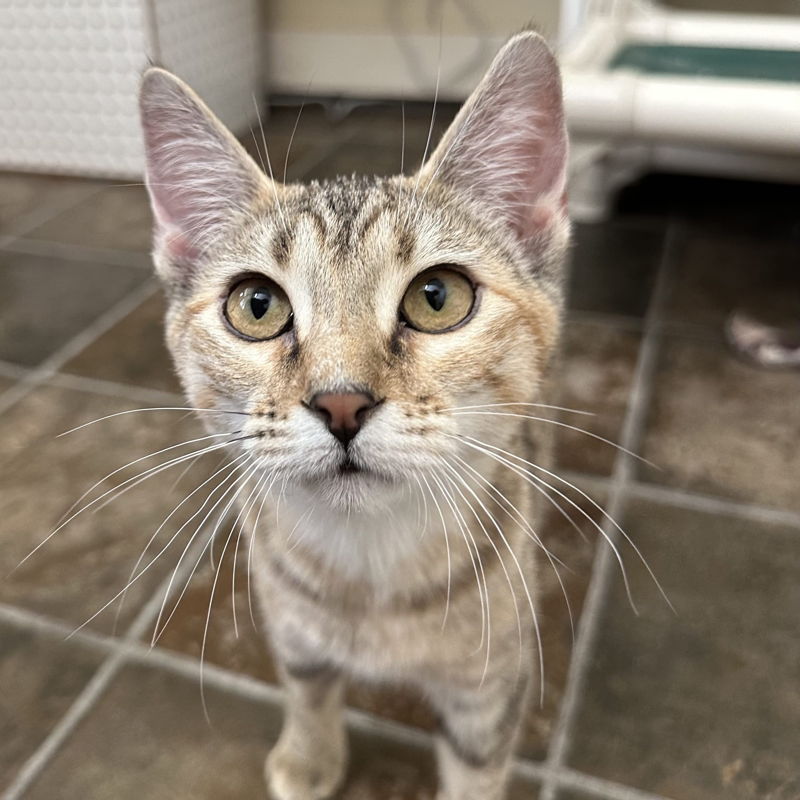 Humane Society in St. Louis, MO - Find Paw Pal
